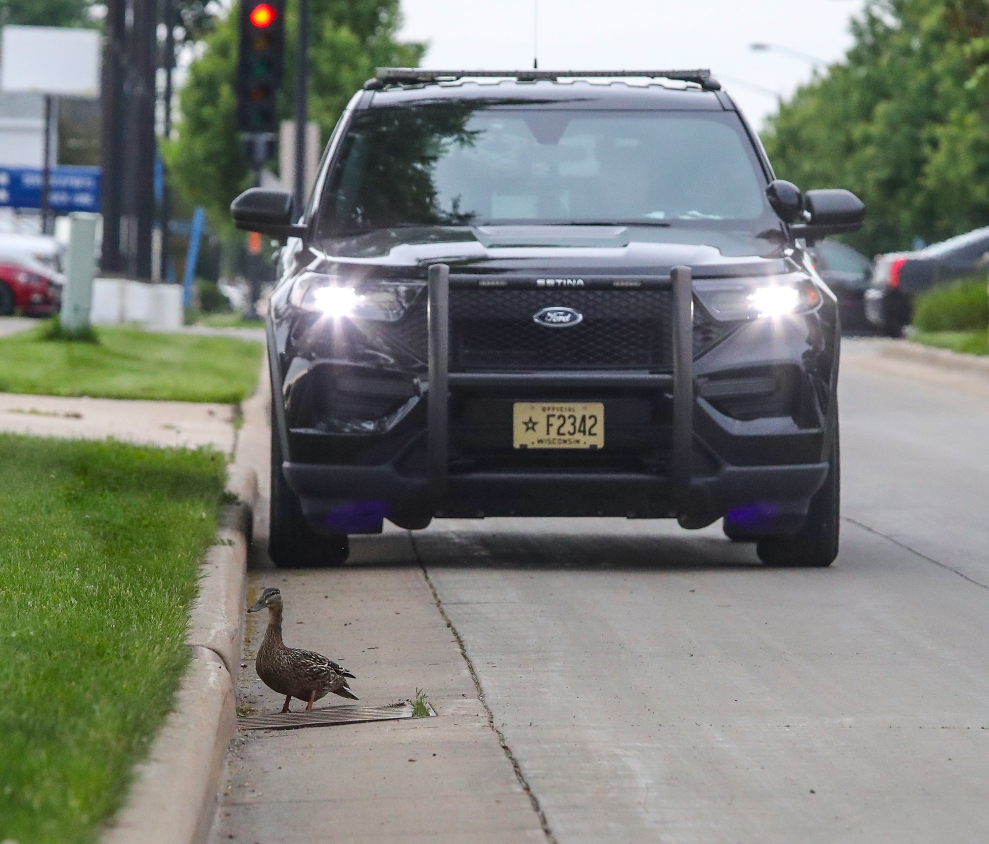 PHOTOS: Fond du Lac Fire/Rescue and Police save baby ducklings from ...