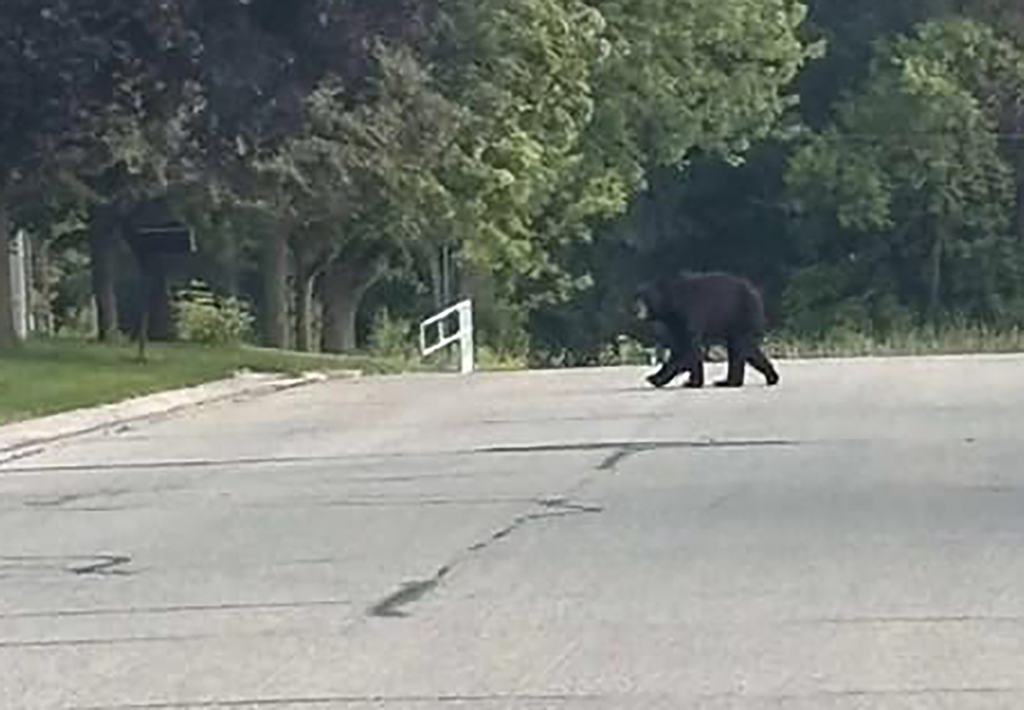 Black Bear seen in Village of Rosendale - KFIZ News-Talk 1450 AM