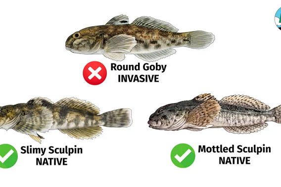 New Round Goby Emergency Rule In Effect On The Winnebago System - KFIZ ...